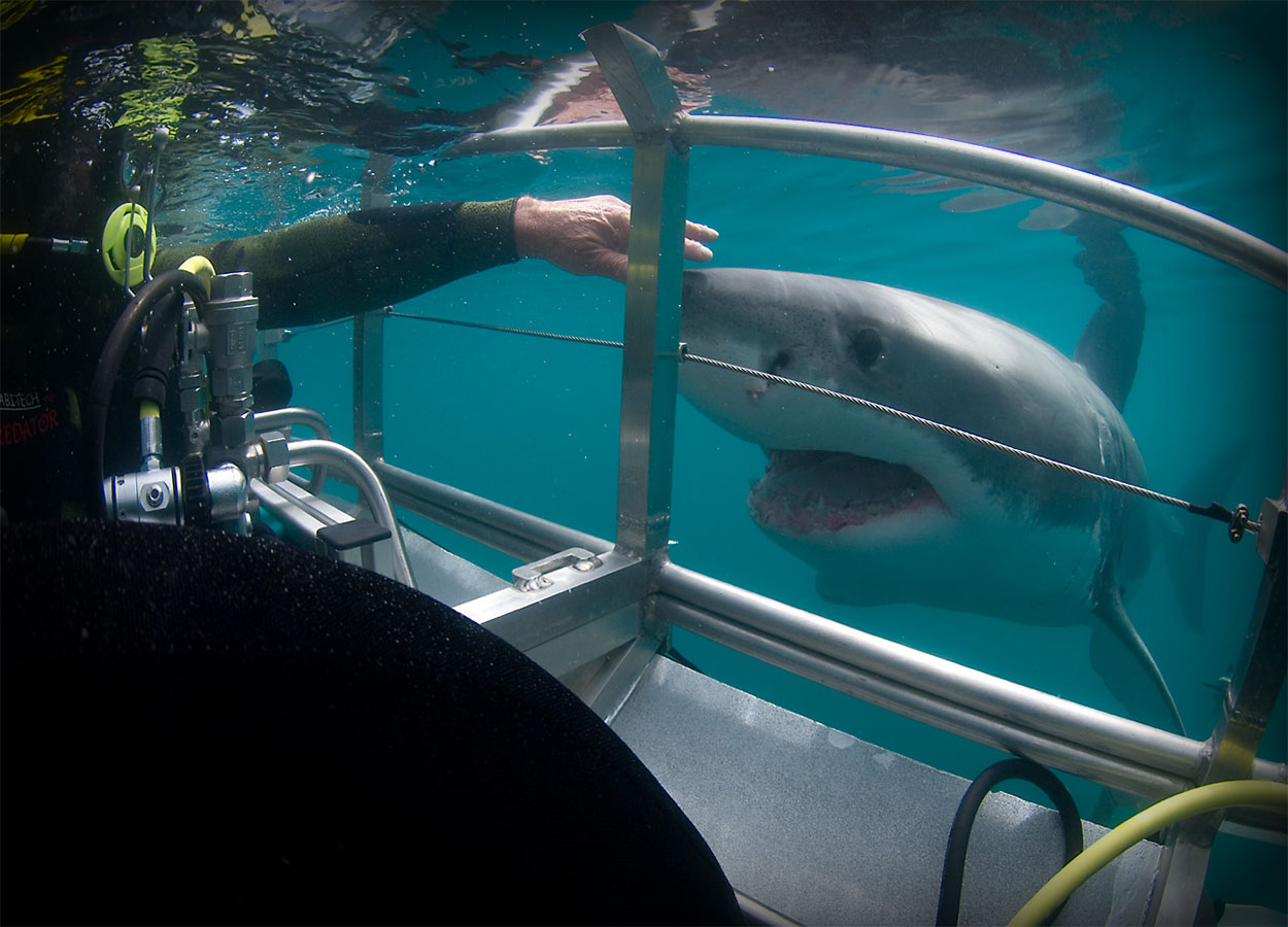 Careers - Shark Research Unit