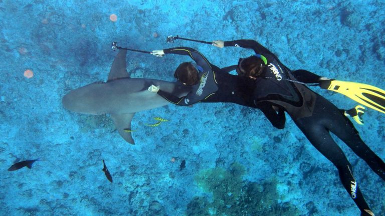 7 Interesting research methods that scientists use to study sharks ...