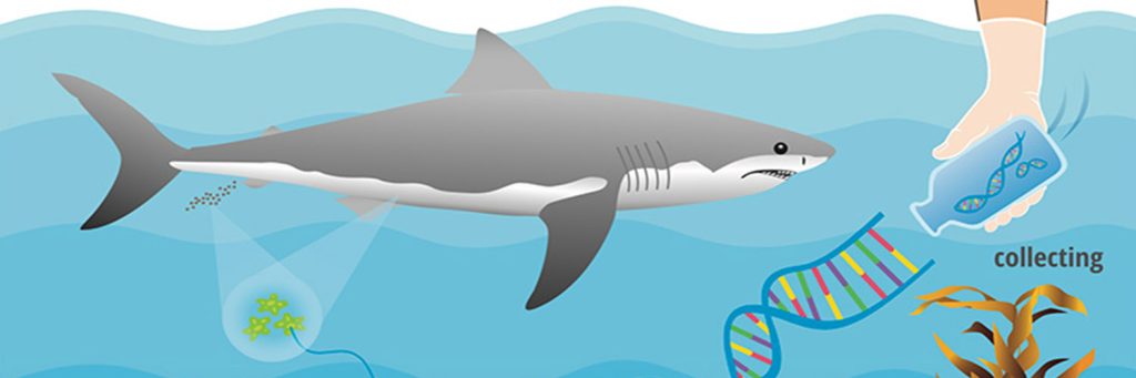 Research - Shark Research Unit