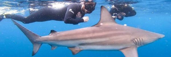 Shark Development Program - Shark Research Unit