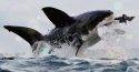 Top 10 universities to study sharks - Shark Research Unit