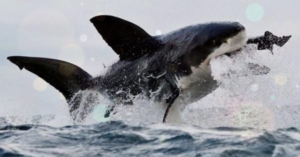 Top 10 universities to study sharks - Shark Research Unit