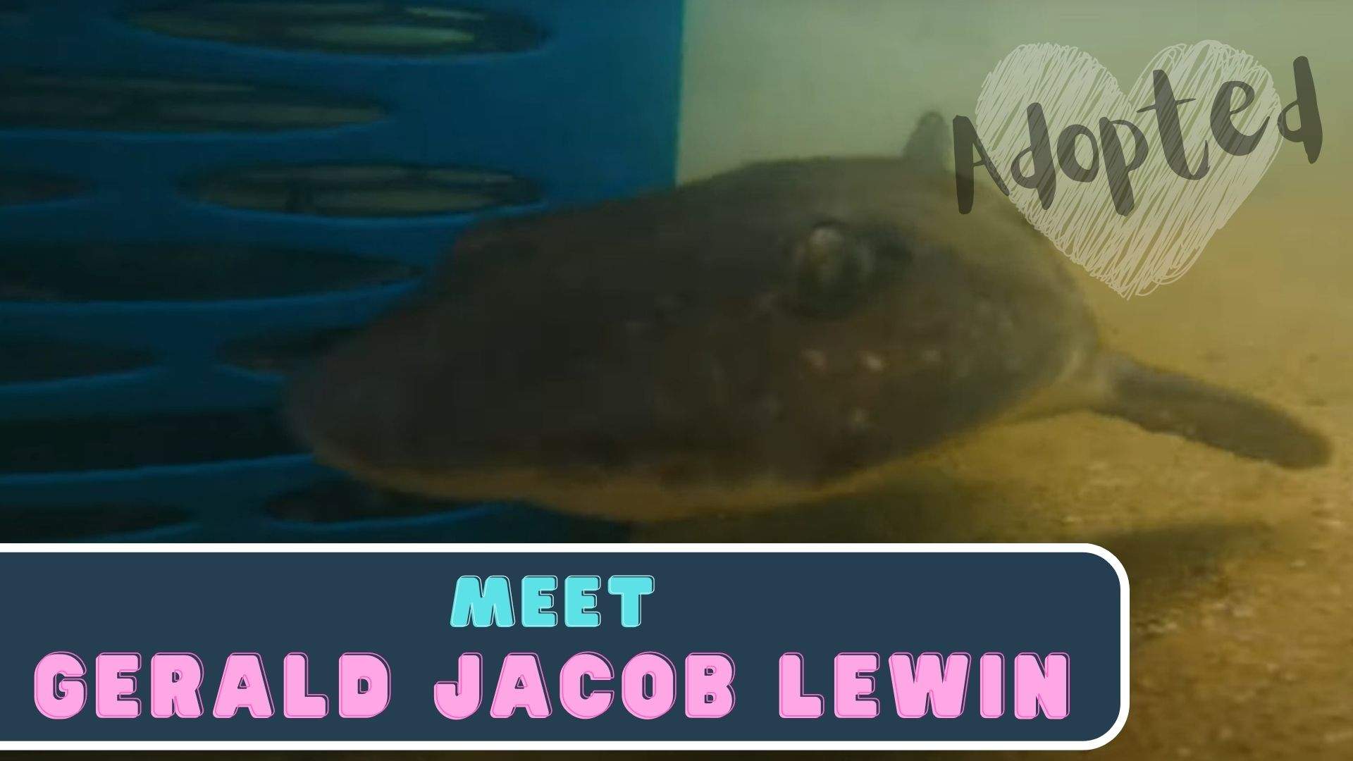 A puffadder shyshark called 'Gerald Jacob Lewin' - Shark Research Unit