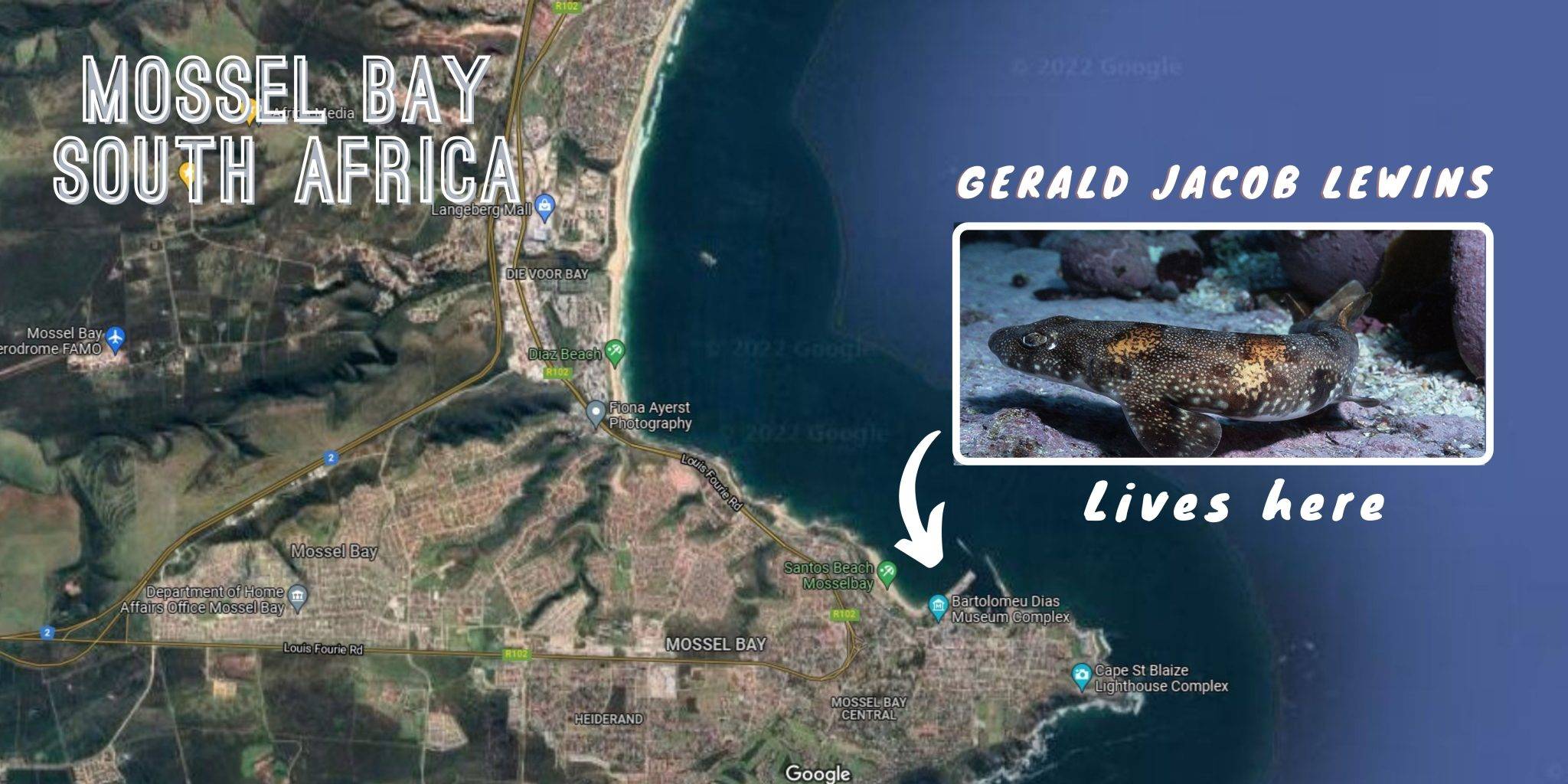 A puffadder shyshark called 'Gerald Jacob Lewin' - Shark Research Unit