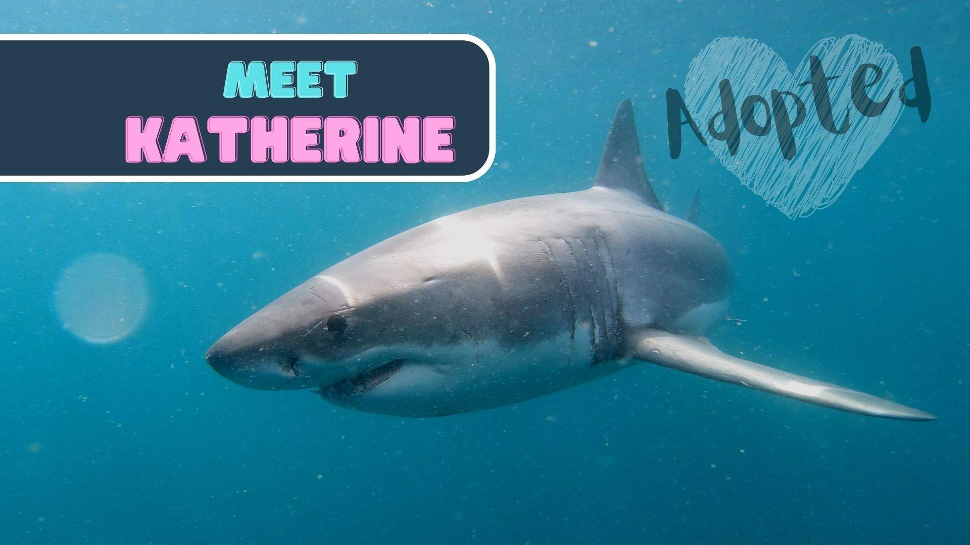 Katherine The Shark