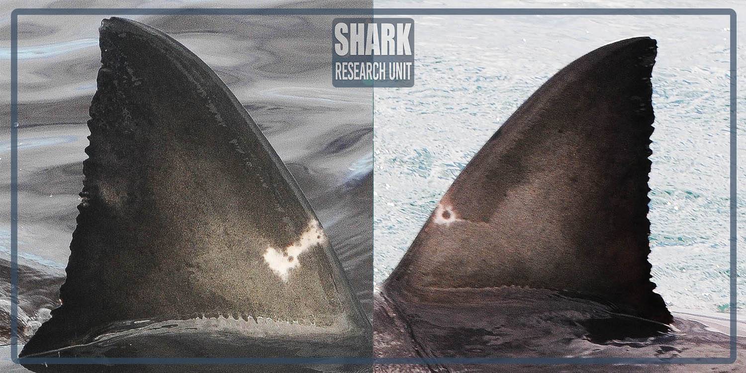 White shark Photo identification project - Great white shark 002