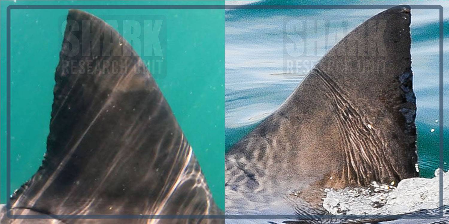 White shark Photo identification project - Great white shark 005