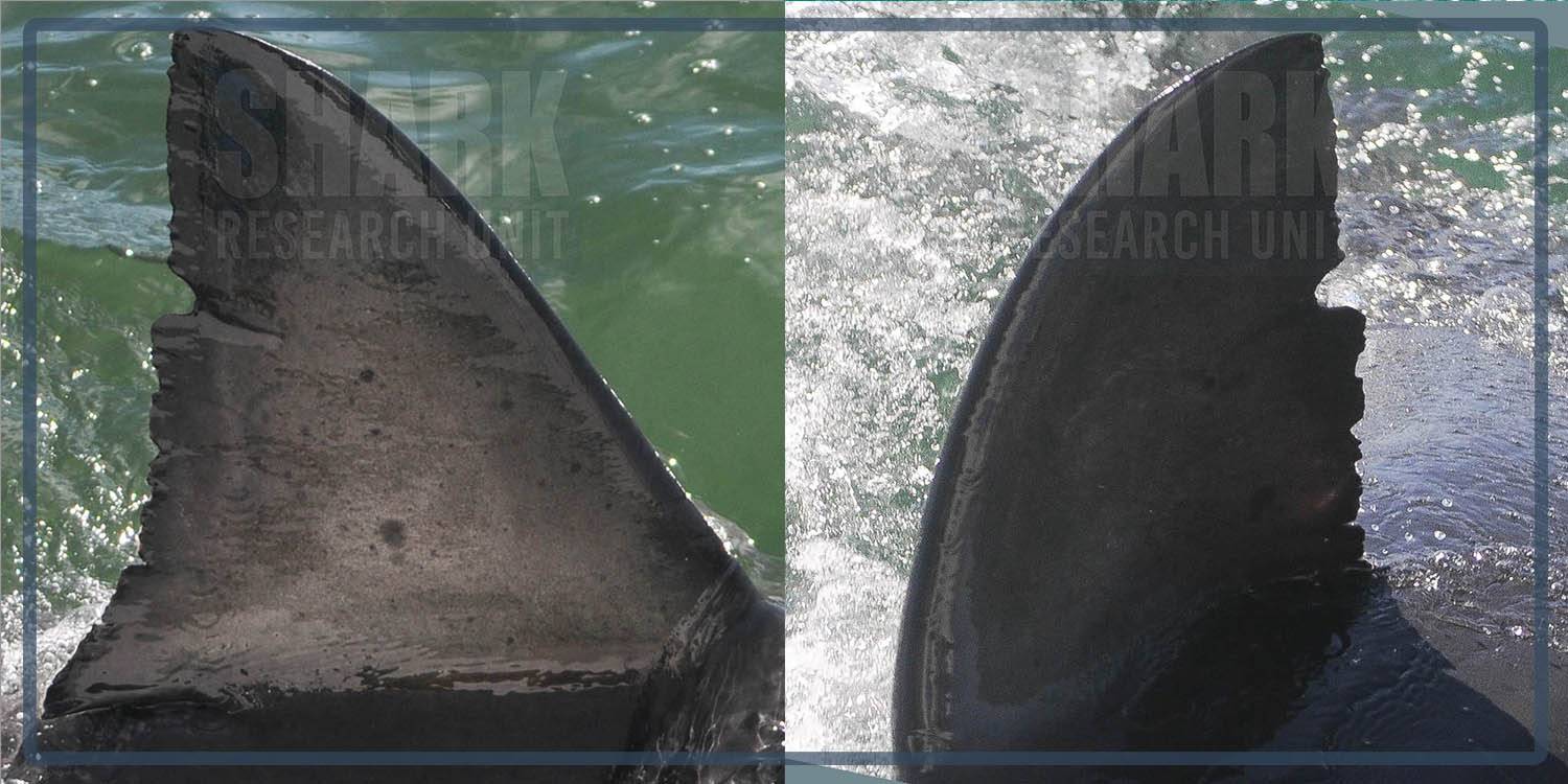 White shark Photo identification project - Great white shark 007