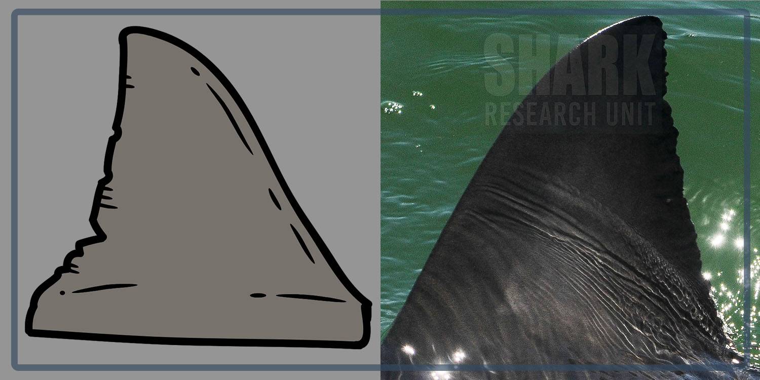 White shark Photo identification project - Great white shark 009