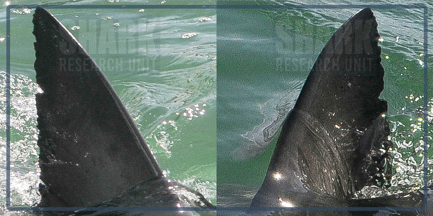White shark Photo identification project - Great white shark 011