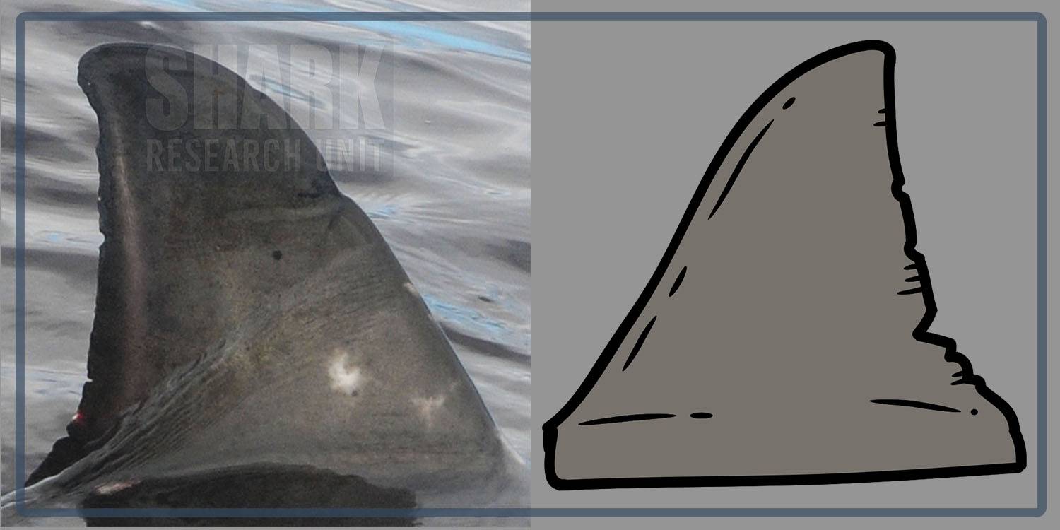 White shark Photo identification project - Great white shark 022