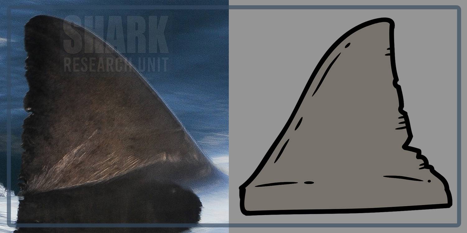 White shark Photo identification project - Great white shark 033