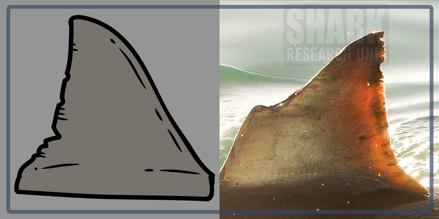 White shark Photo identification project - Great white shark 046