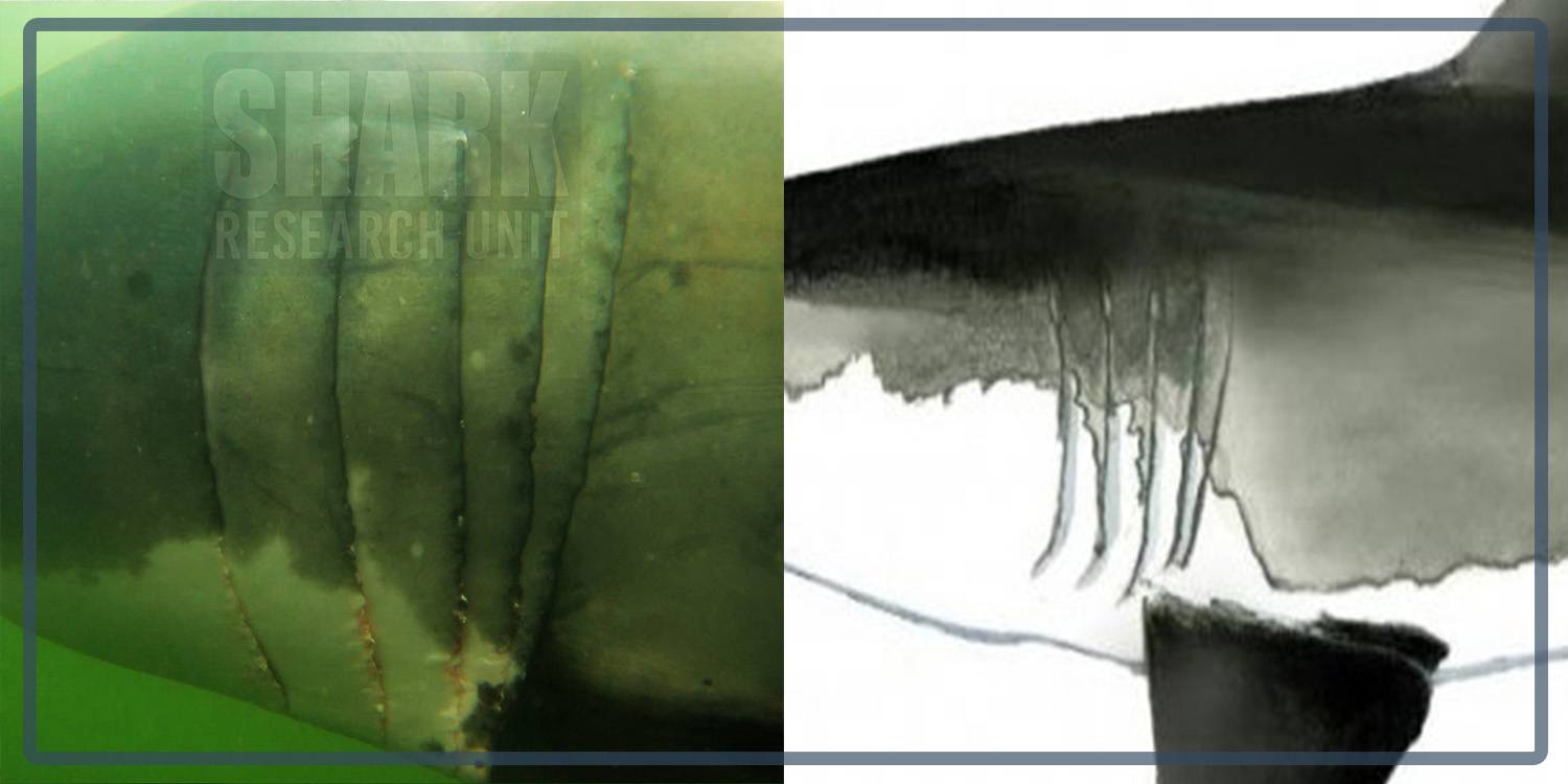 White shark Photo identification project - Great White Shark - Gills LHS