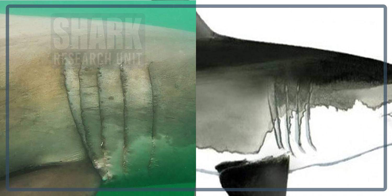 White shark Photo identification project - Great White Shark - Gills RHS