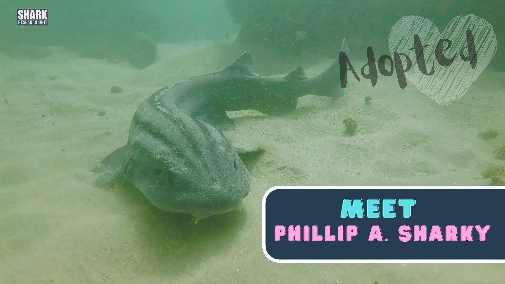 A Pajama Shark called 'Phillip A. Sharky' - Shark Research Unit