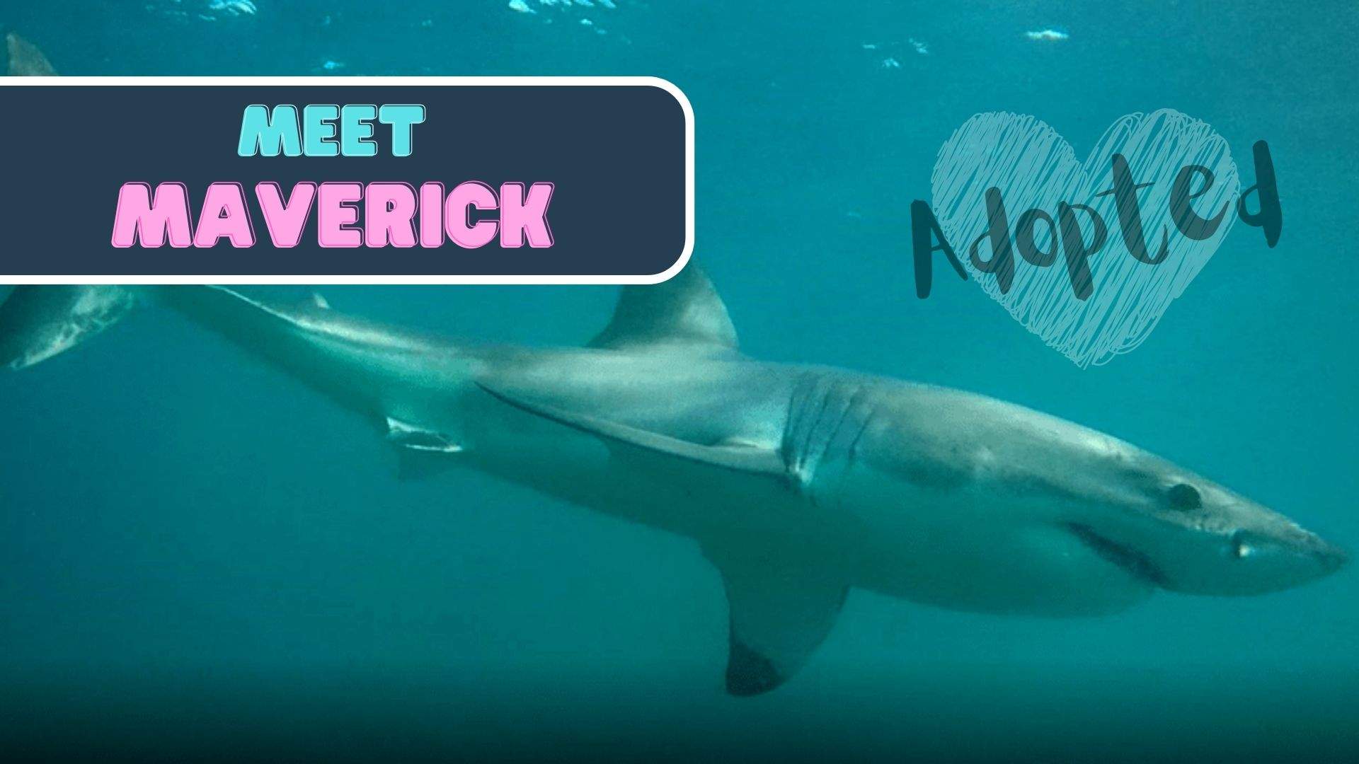 A handsome great white shark called 'Maverick' - Shark Research Unit