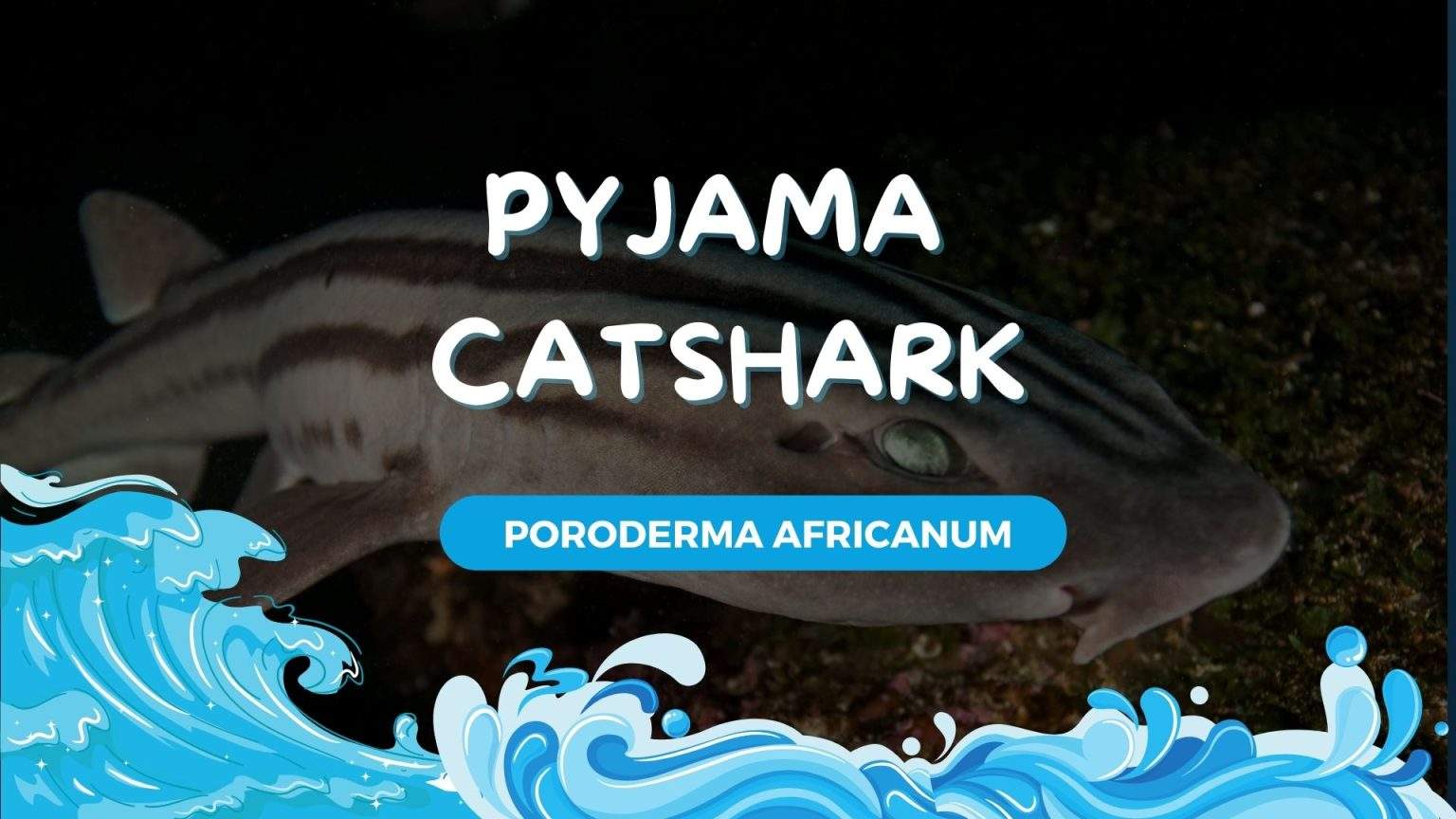 A Pajama Shark called 'Phillip A. Sharky' - Shark Research Unit