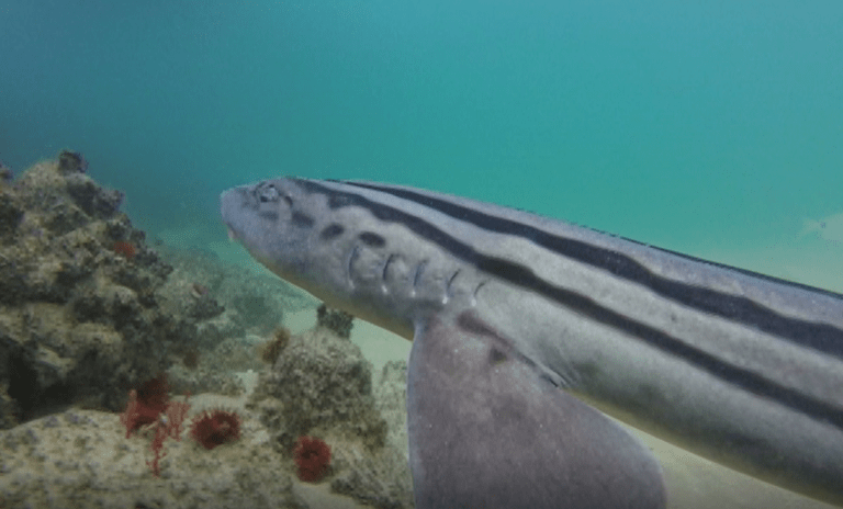 A Pyjama shark called 'Eatsummore' - Shark Research Unit