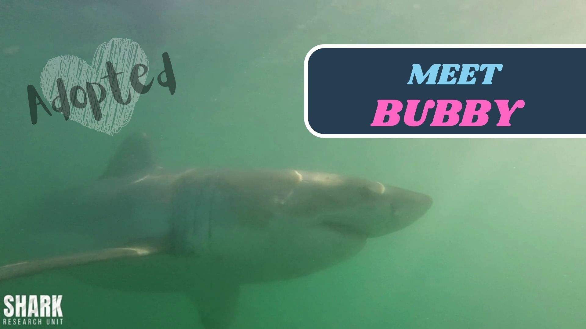 A Great White shark called 'Bubby' - Shark Research Unit