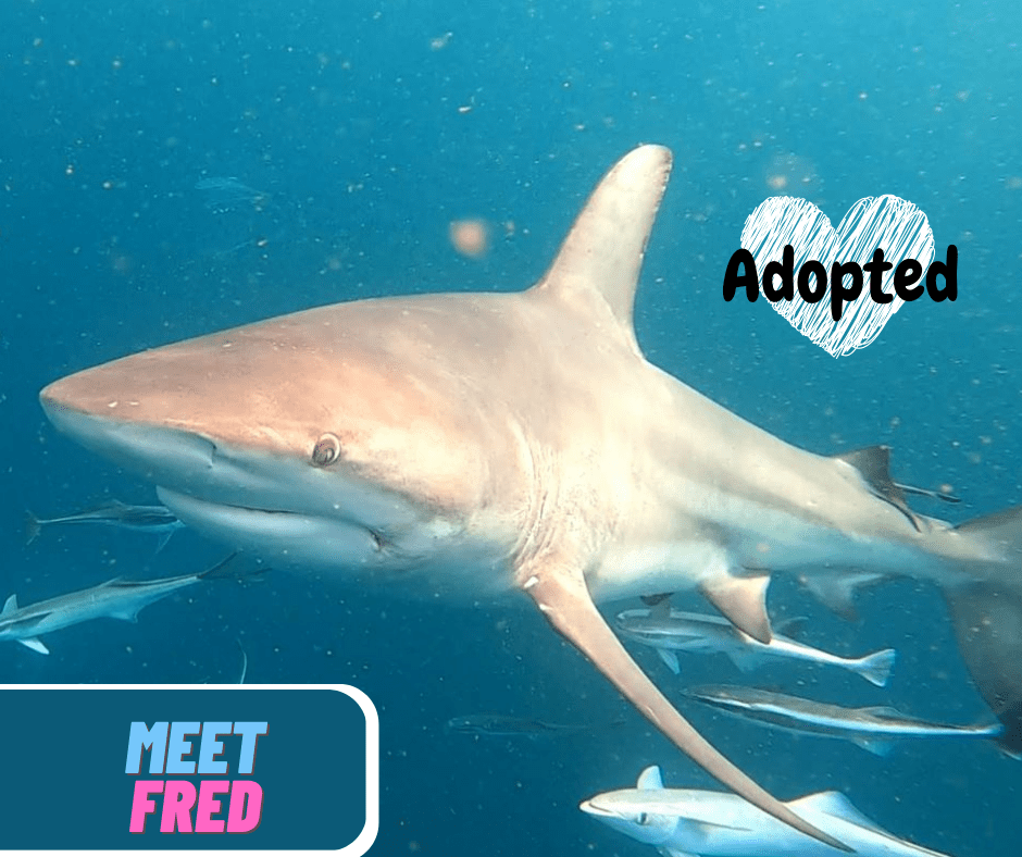 A Blacktip shark called 'Fred' - Shark Research Unit
