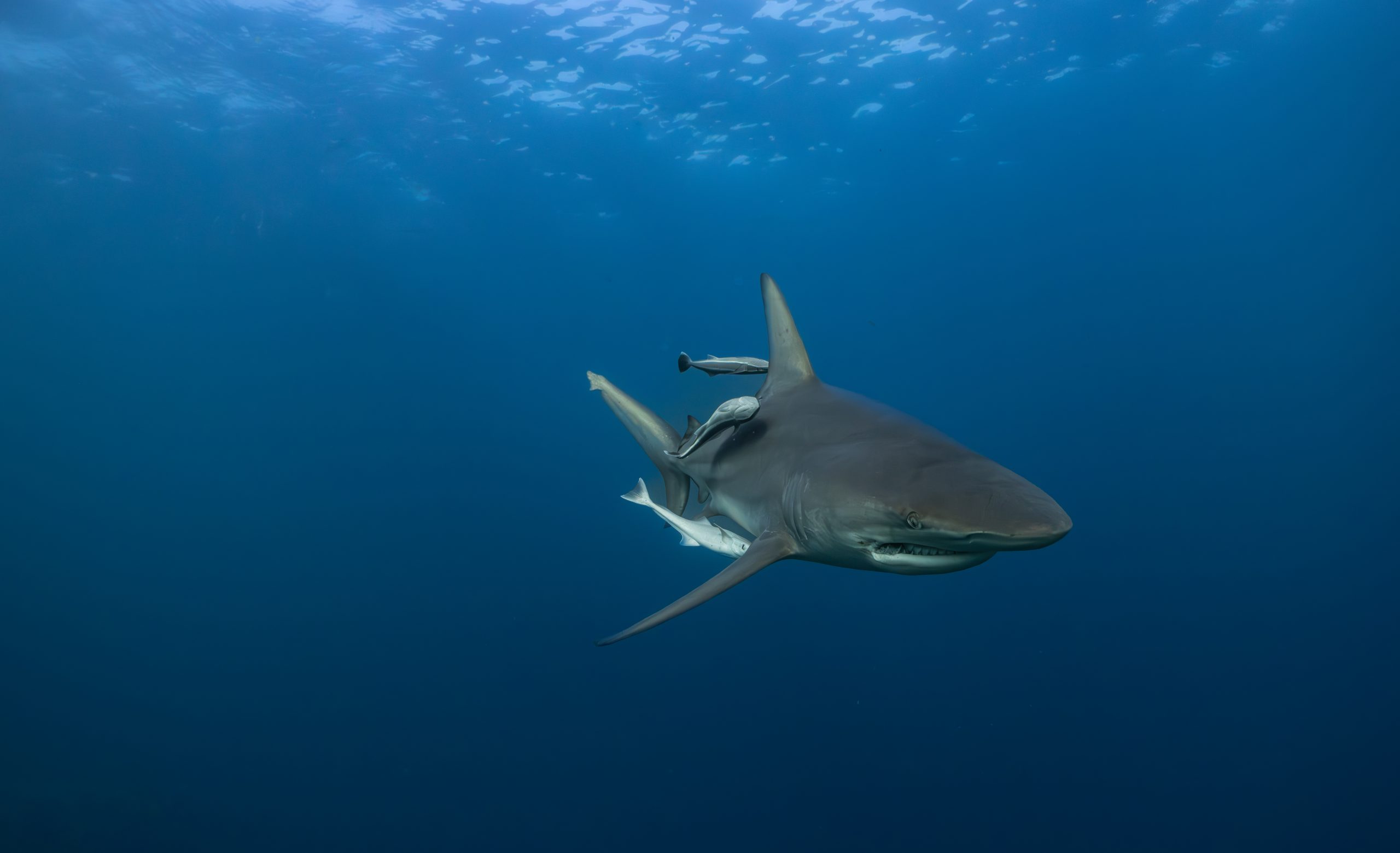 A Guide to Sharks - Shark Research Unit
