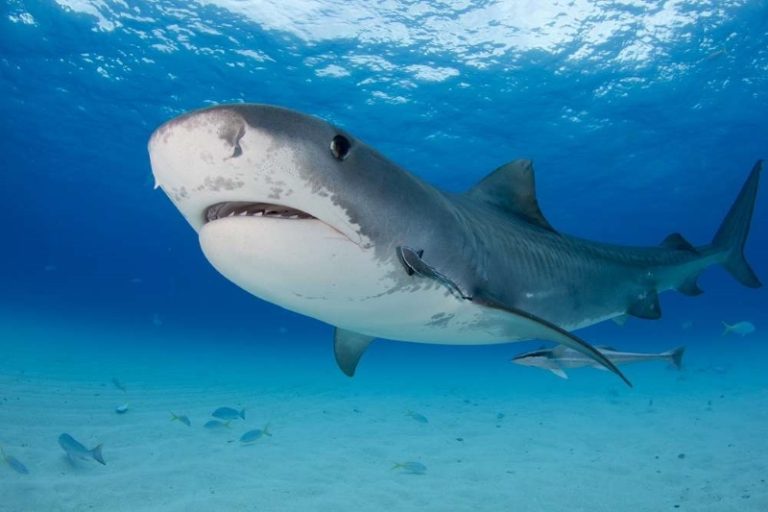 Online Courses - Shark Research Unit
